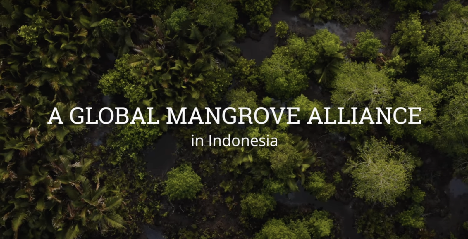 Restoration Training - Mangrove Action Project