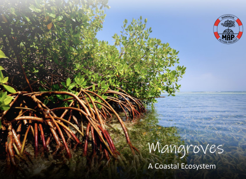 Education Resource Library - Mangrove Action Project