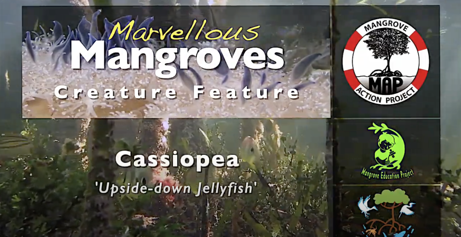 Education Resource Library - Mangrove Action Project