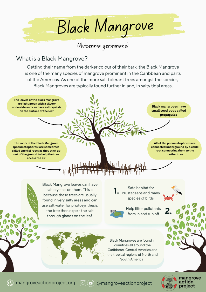 Black Mangrove Infographic - Mangrove Action Project