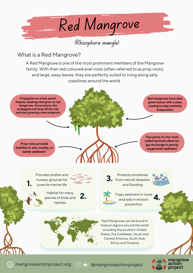 Red Mangrove Infographic - Mangrove Action Project
