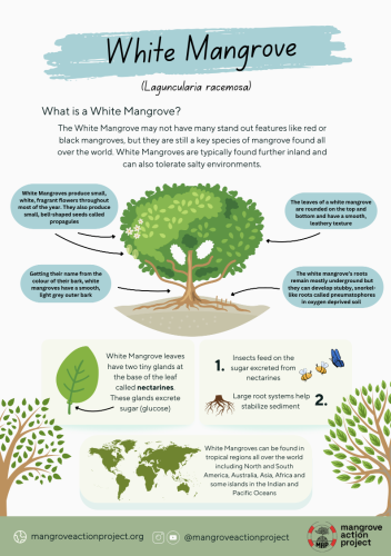 Education Resource Library - Mangrove Action Project