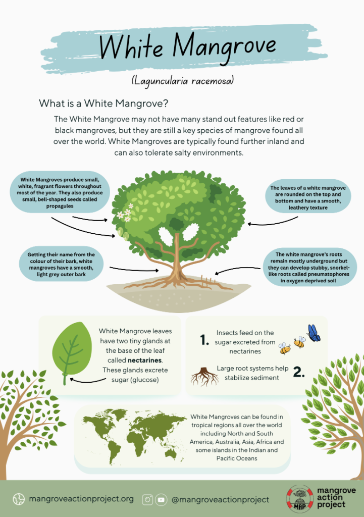 Education Resource Library - Mangrove Action Project