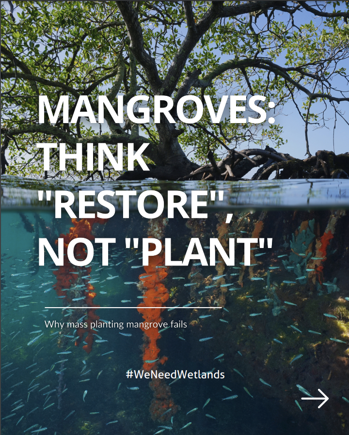 Mangroves: Think "Restore" Not "Plant" - Mangrove Action Project