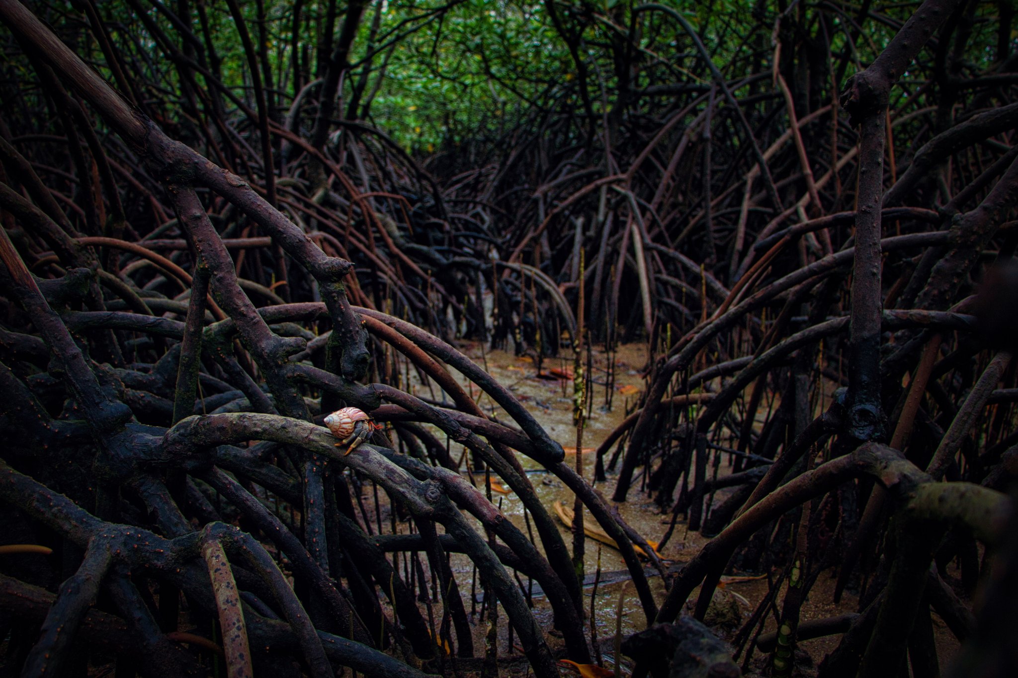 Mangrove News Digest # 641 - Jan 10, 2026 - Mangrove Action Project